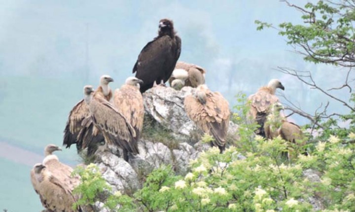 УВАЦ: Црни орао међу суповима | ИСКРА