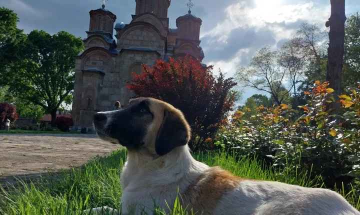 Од Била Клинтона и Медлин Олбрајт до Милутина и Симониде – Место где су ...